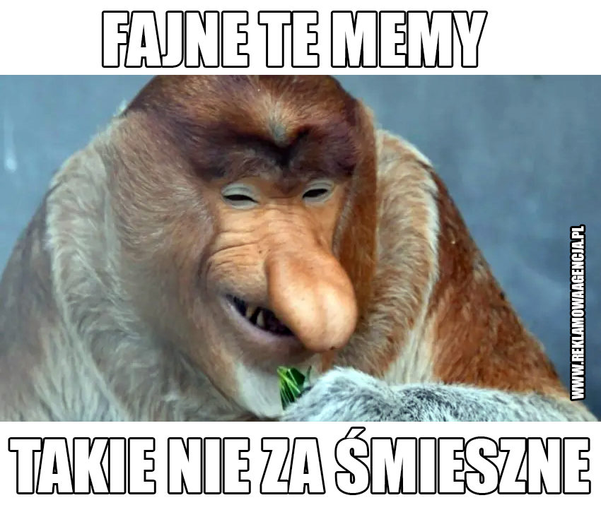 Tworzenie memów na zlecenie, oferta nie do odrzucenia